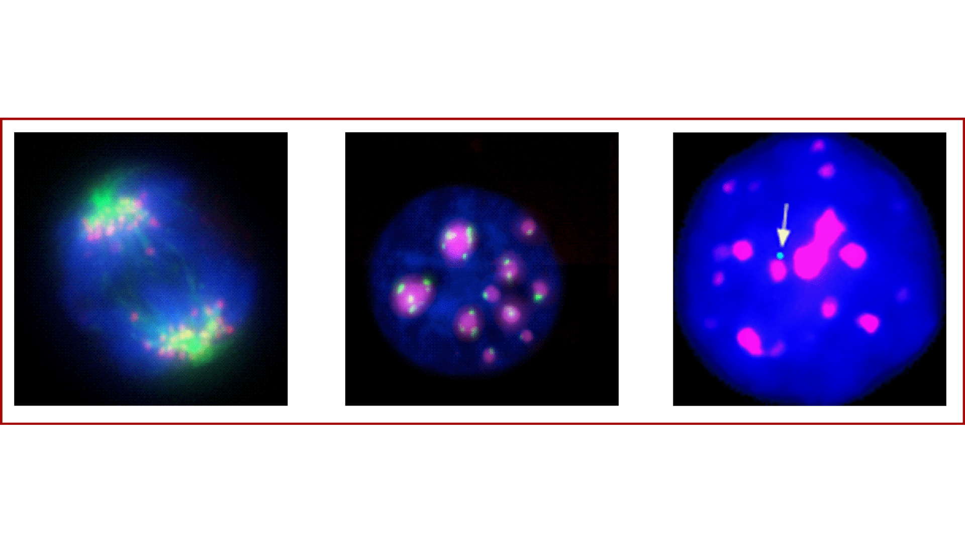 Centromeric repeats transcription | Epigenetics