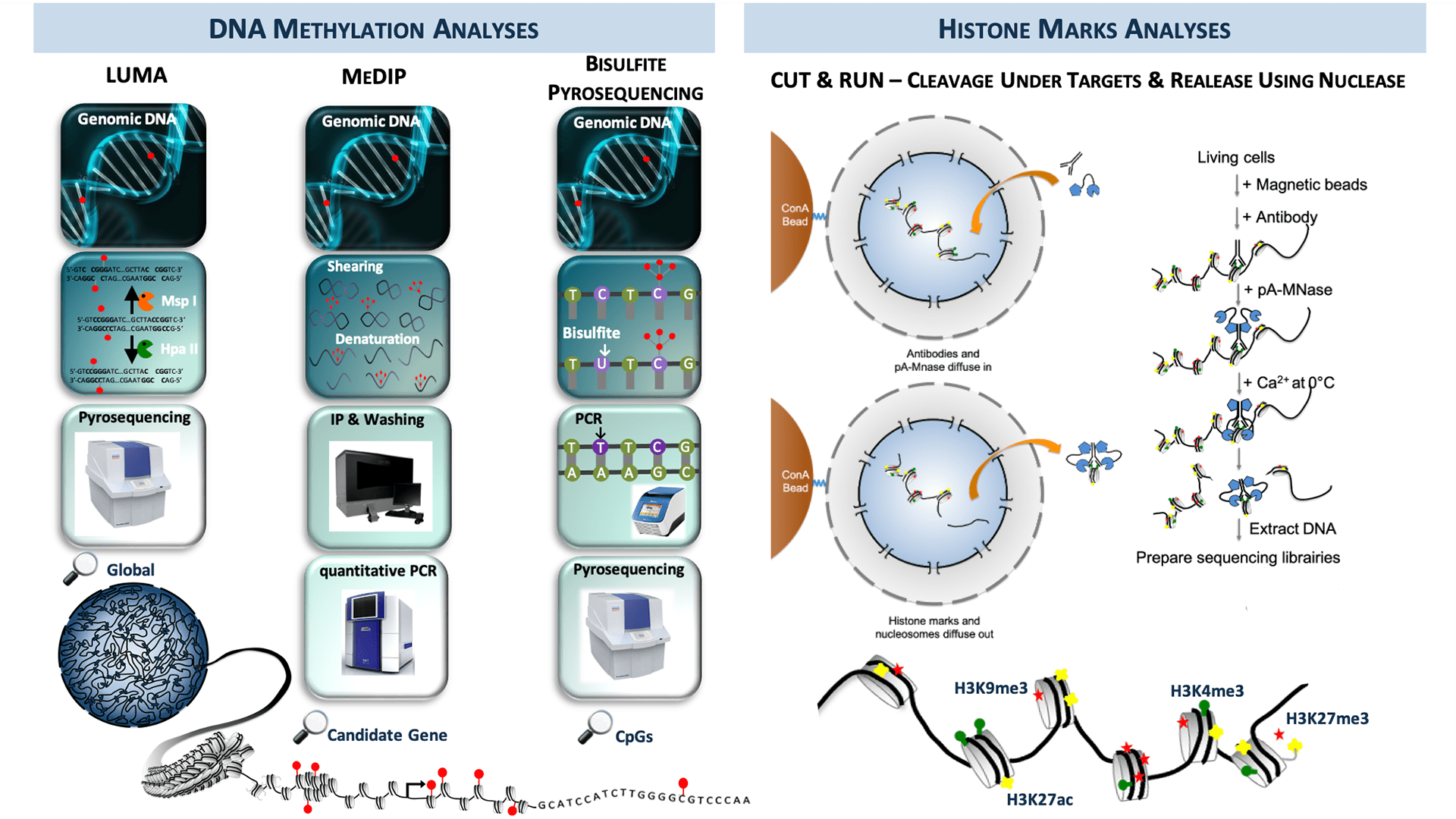 Epigenetic analyses available | Epigenetics