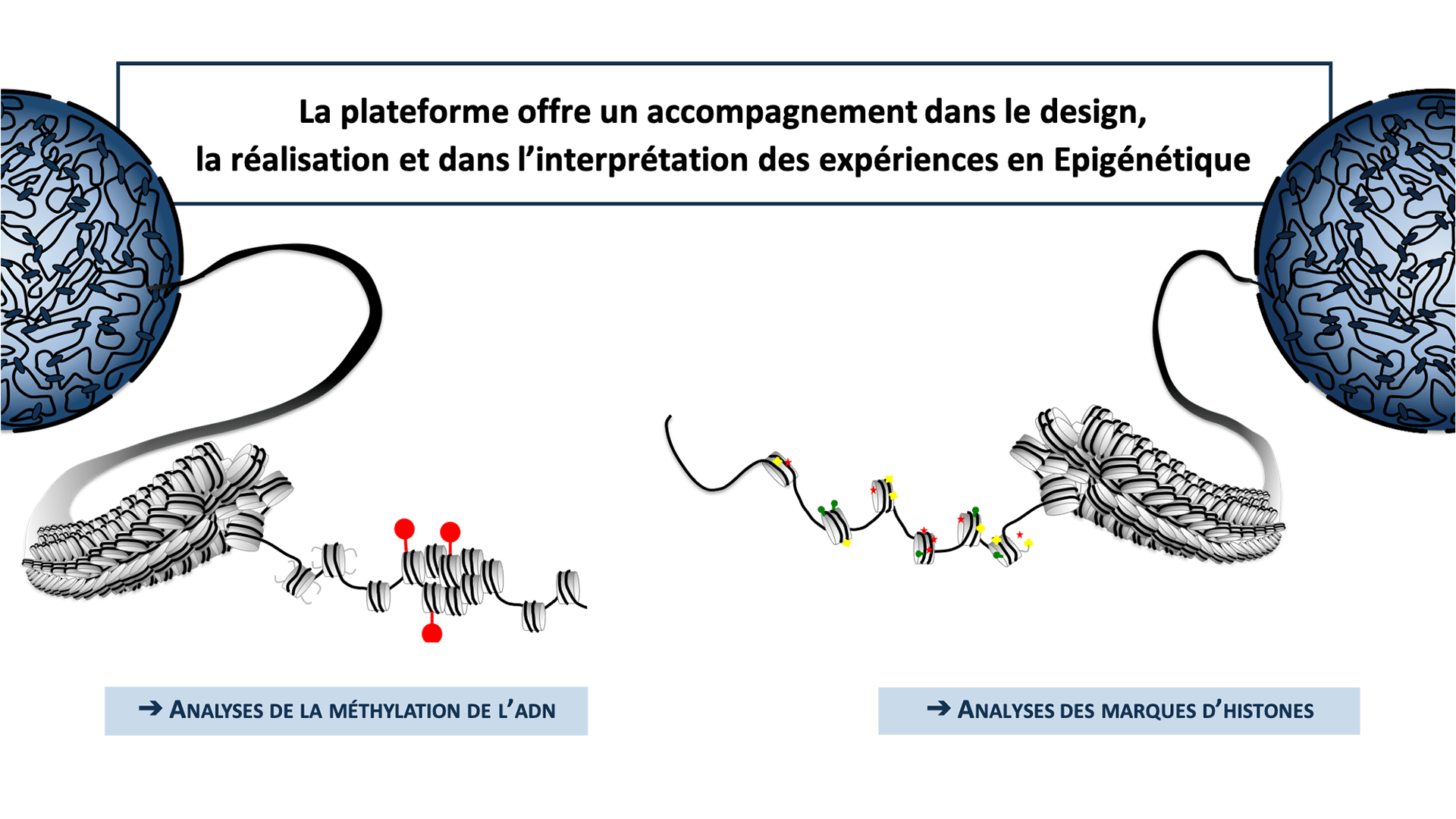 EpiG : Epigénomique fonctionnelle | Epigenetics and Cell Fate