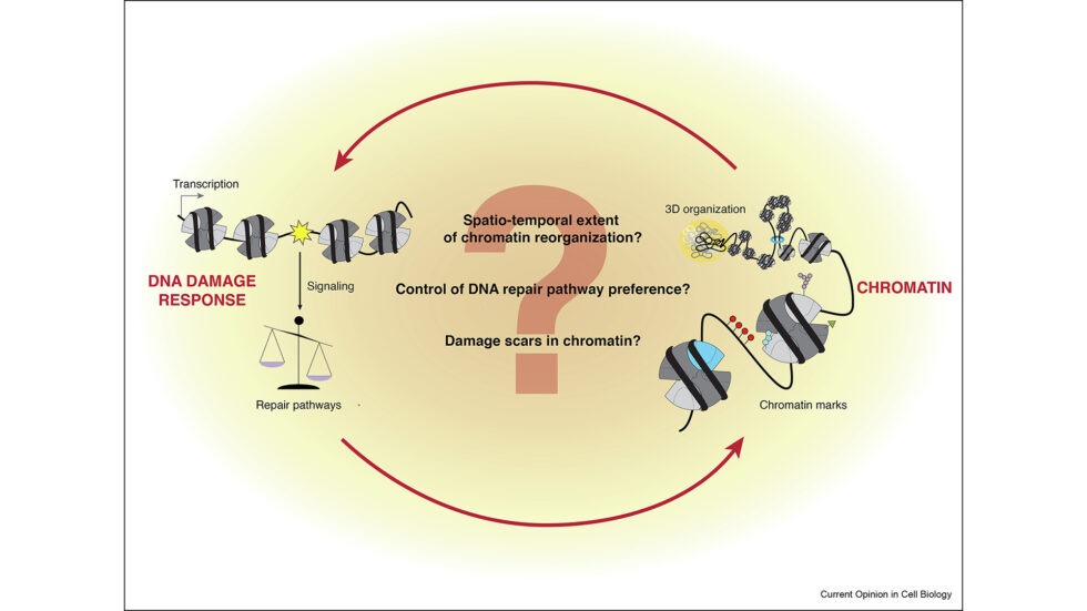 Review on the DNA damage response in chromatin | Epigenetics